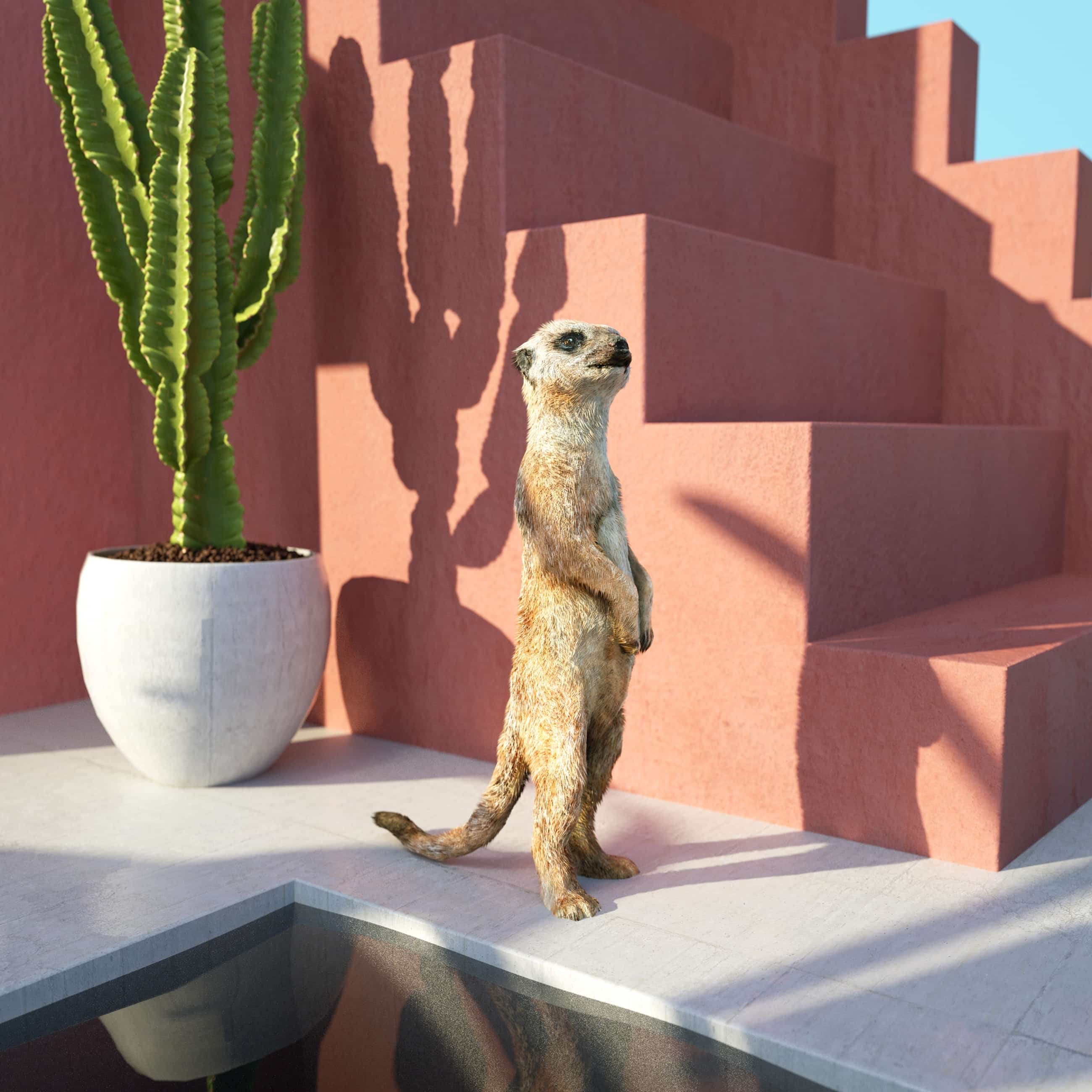 Animals & Architecture