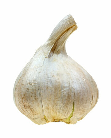 Elephant Garlic