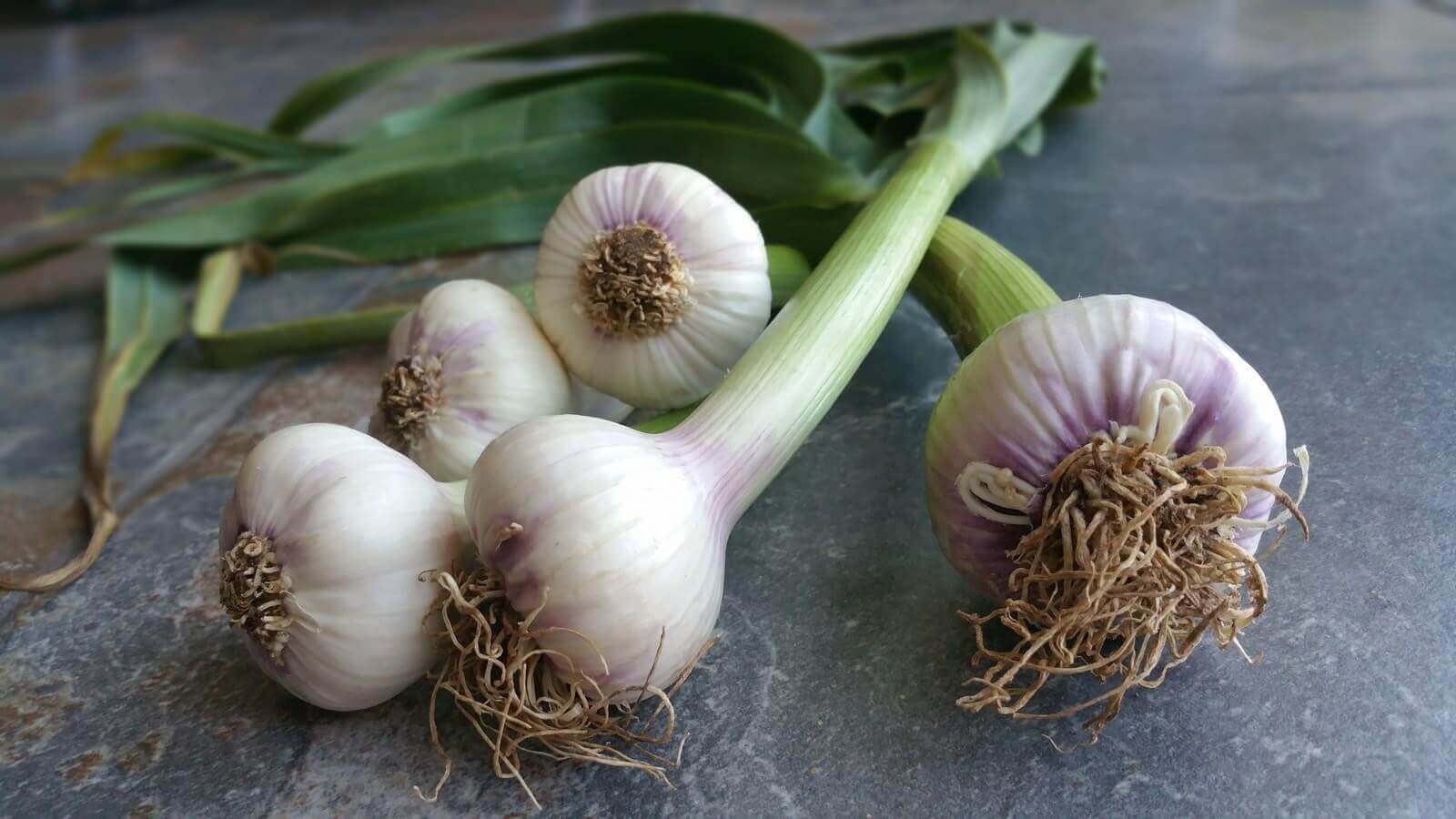Fresh Green Garlic