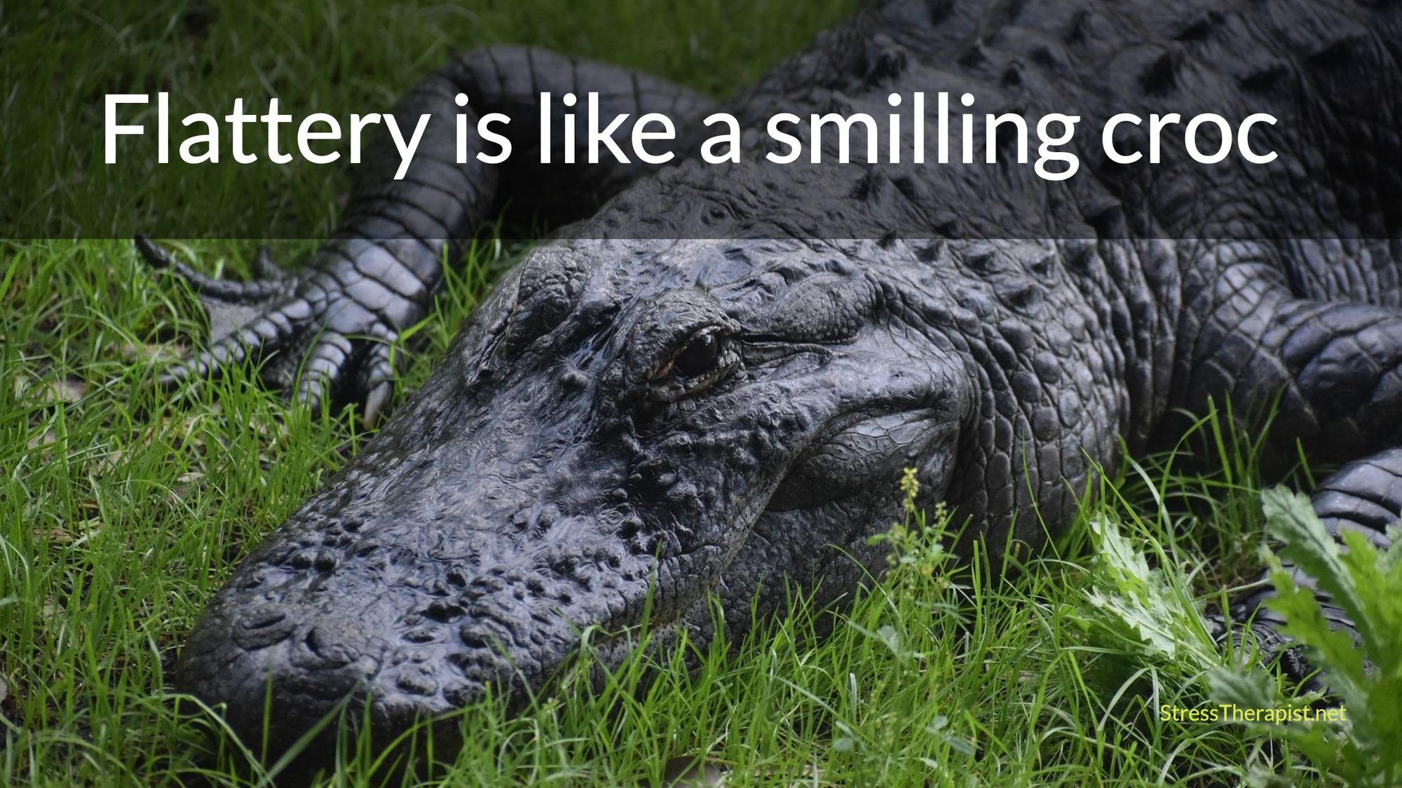 Dangers of Falling for Flattery: How to Spot and Stop Manipulation