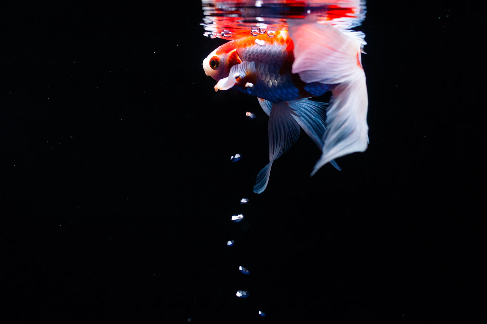 Understanding the Pisces Water Sign