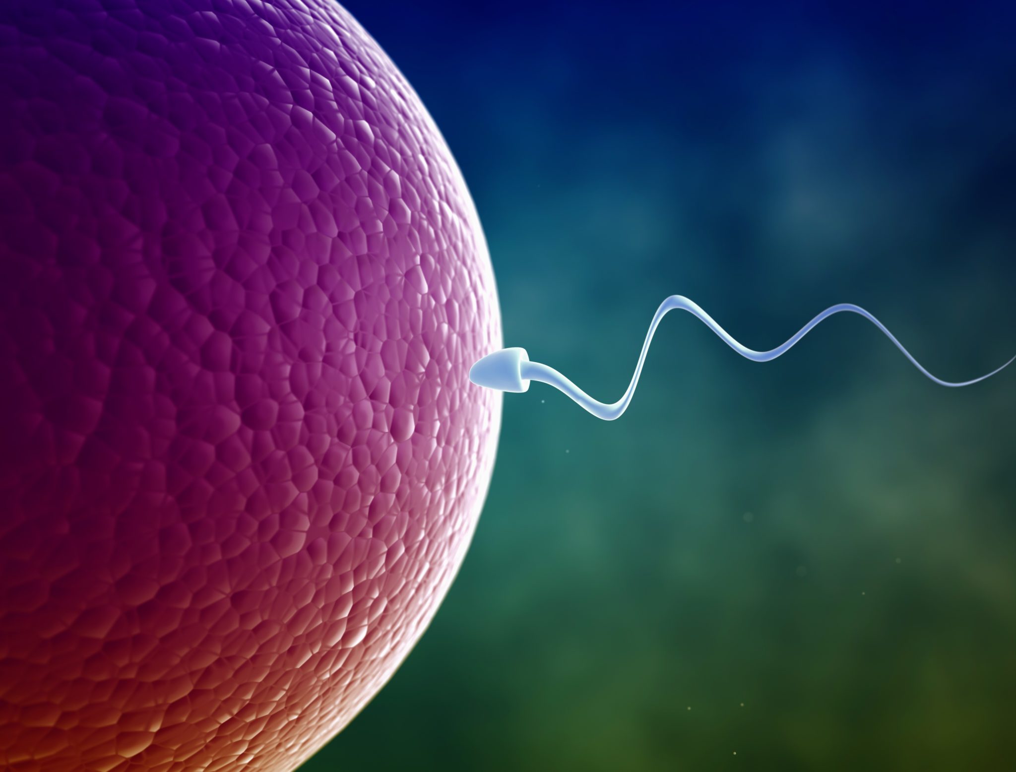How In Vitro Fertilization Works: From Petri Dish to Womb