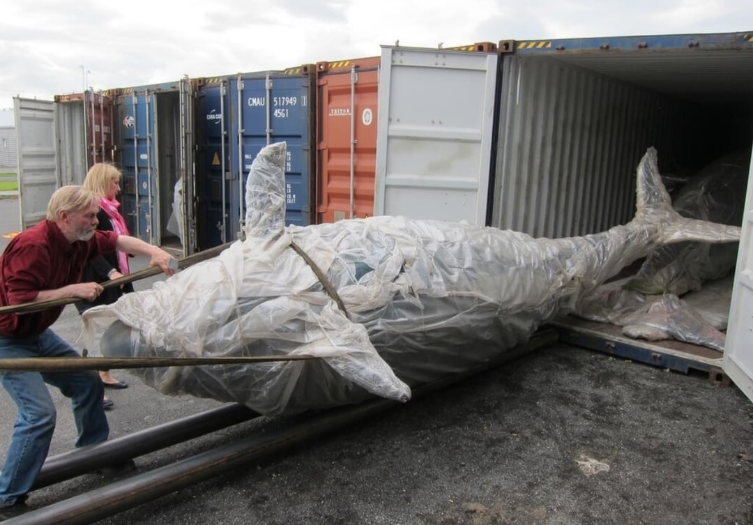 About Whales of Iceland | Life-Sized Models | Interactive installation ...