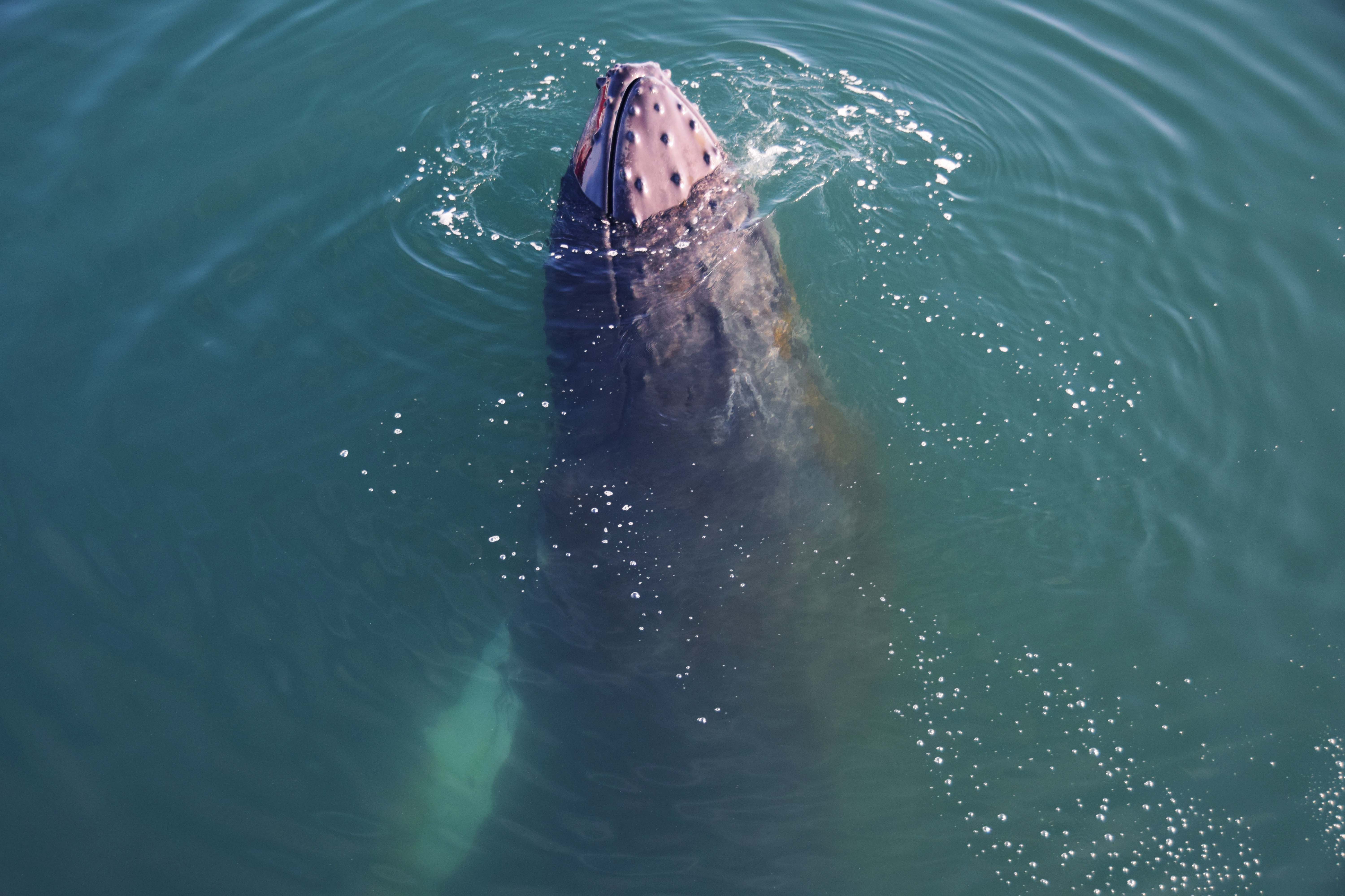 Do Whales Have Hair?