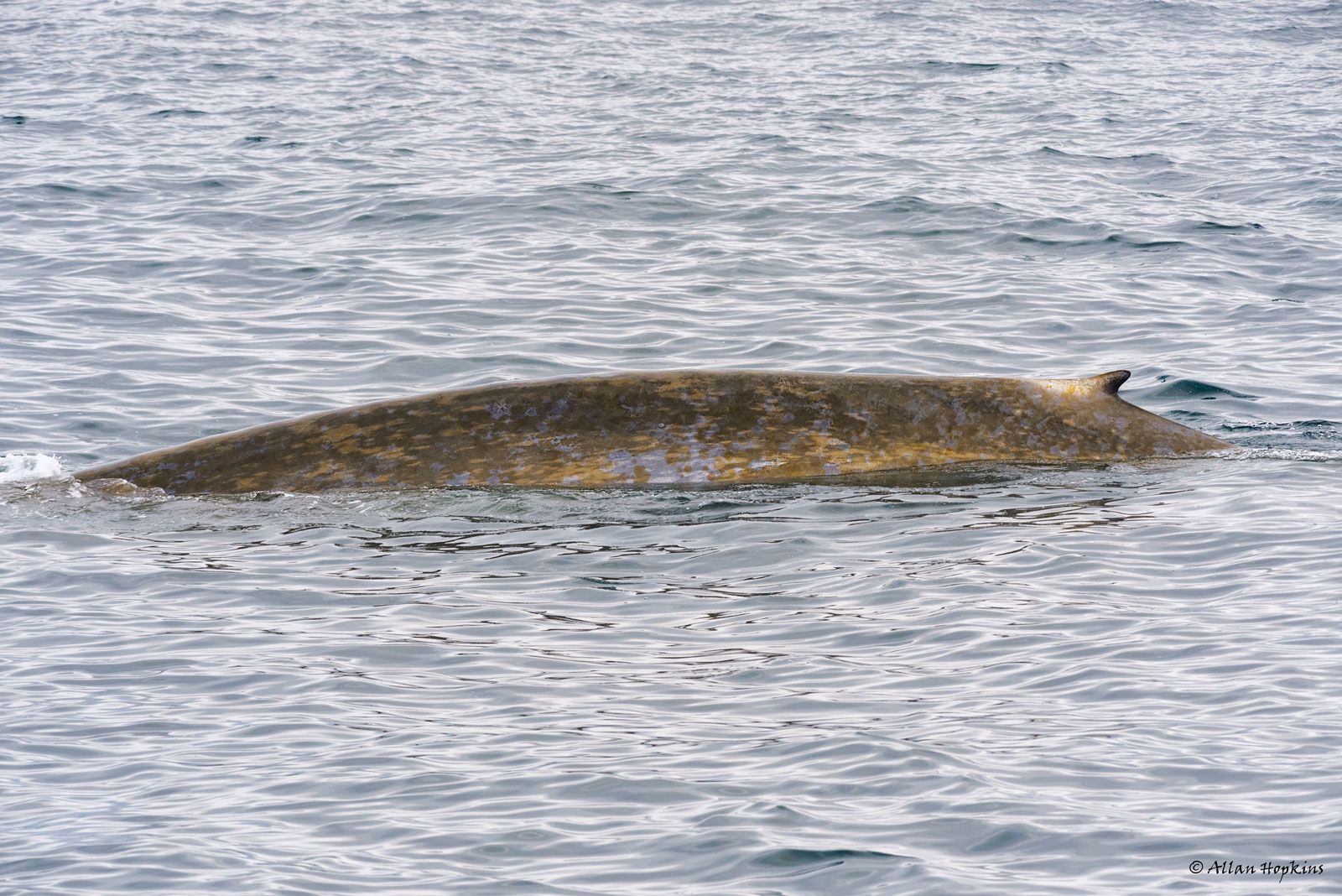 Whale of the Month - Blue Whale