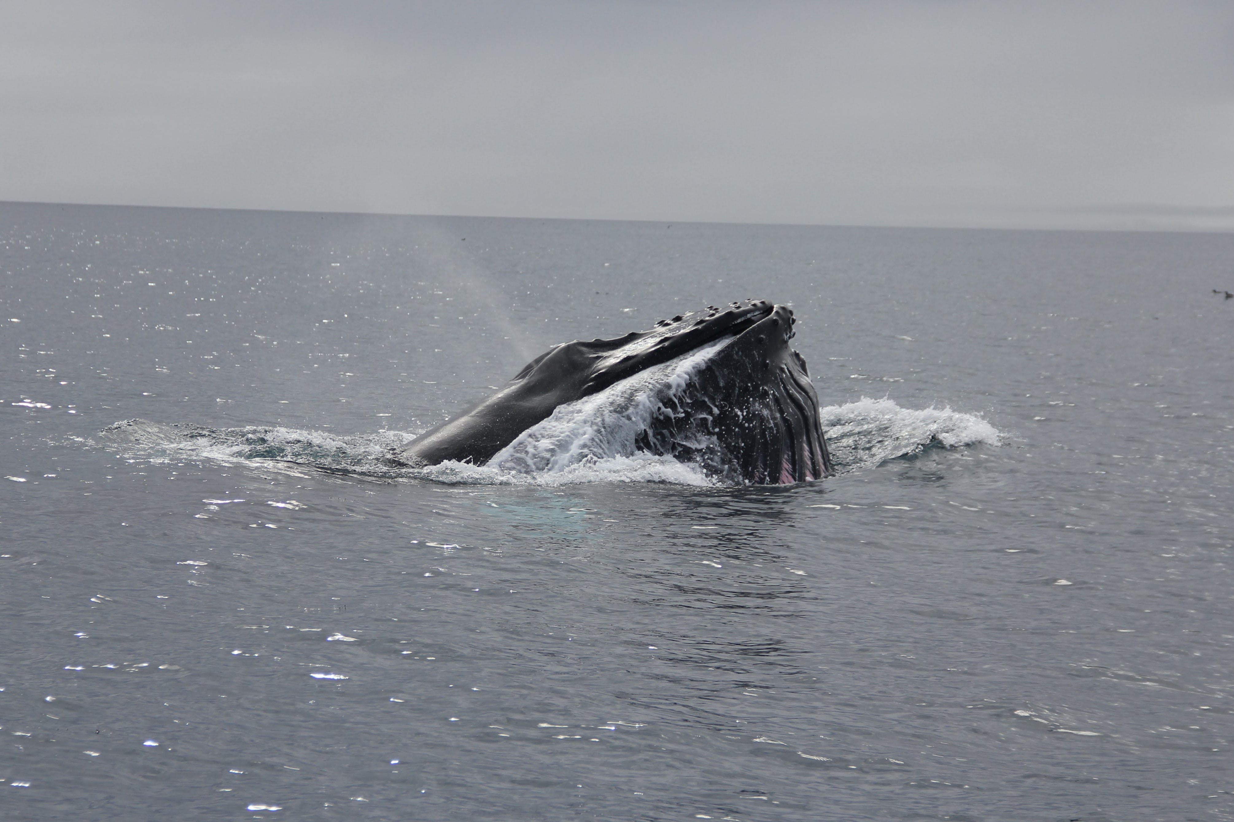 Whale of the Month - Humpback Whale
