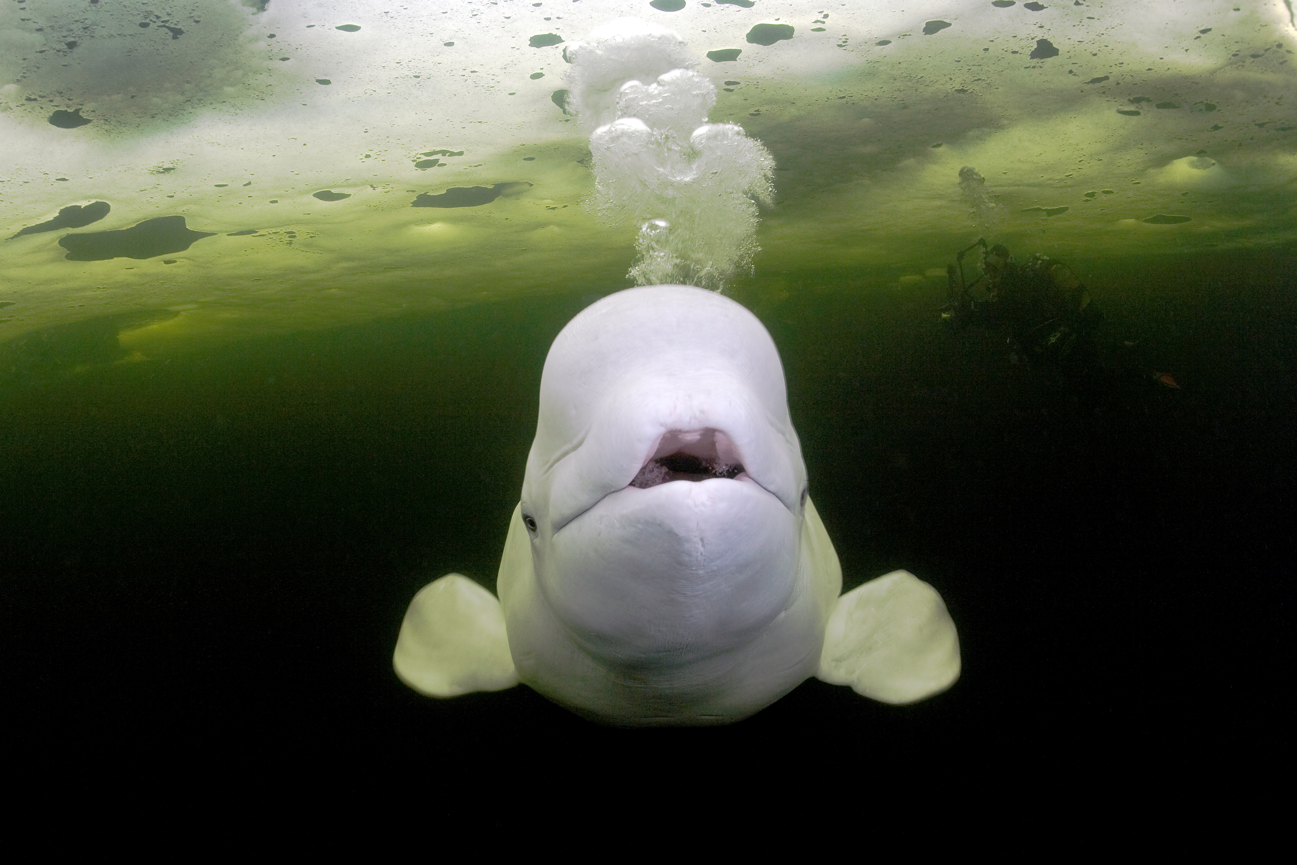 Whale of the Month - Beluga Whale