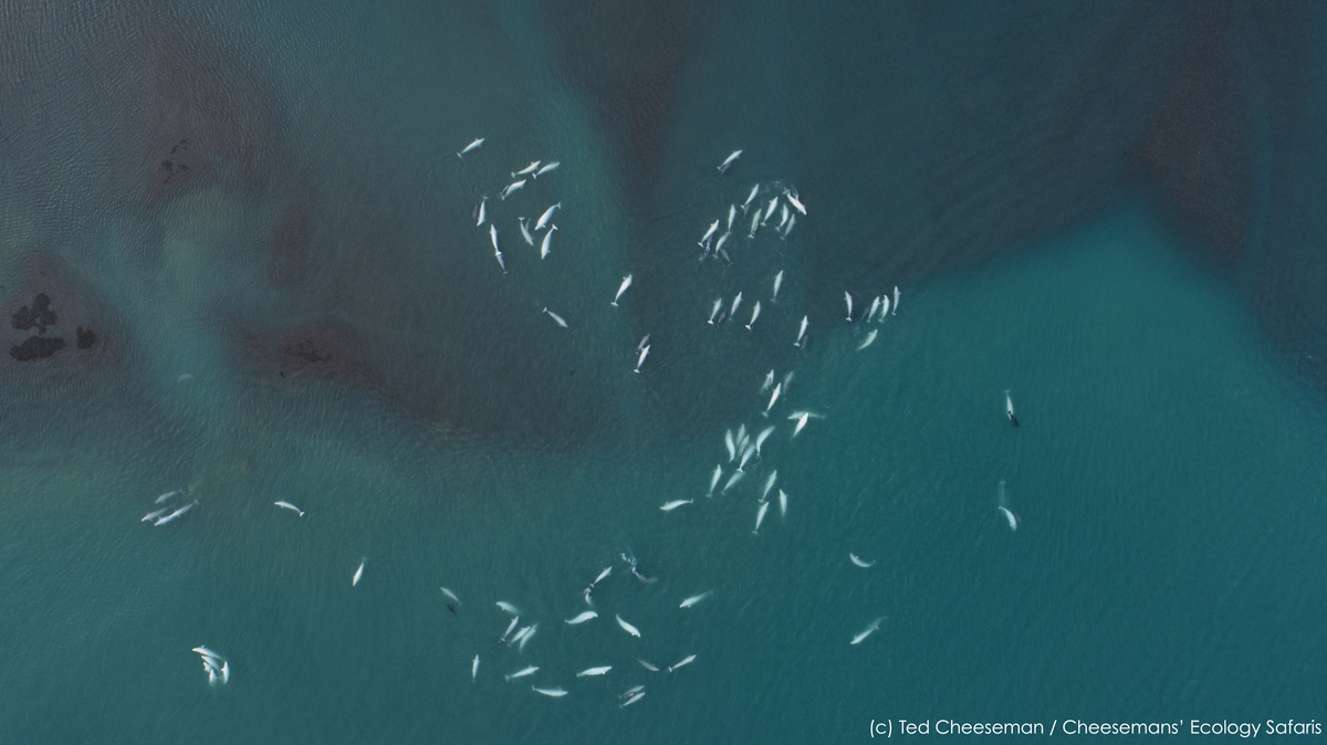 Whale of the Month - Beluga Whale