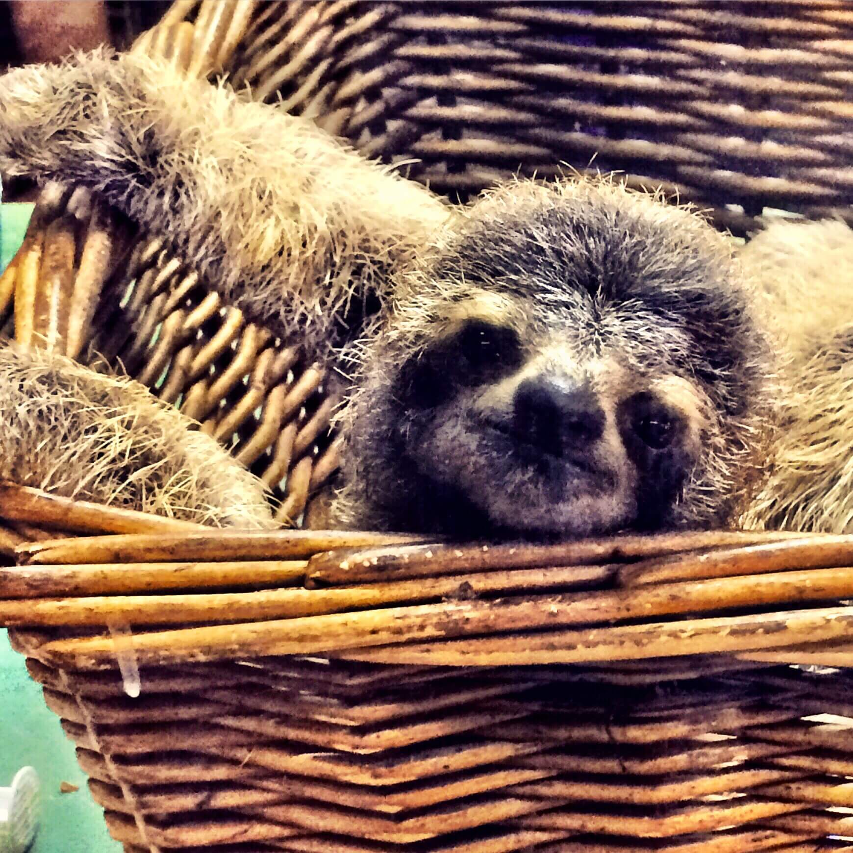 6 Reasons to Visit Costa Rica & 6 Hacks to Optimize Your Trip