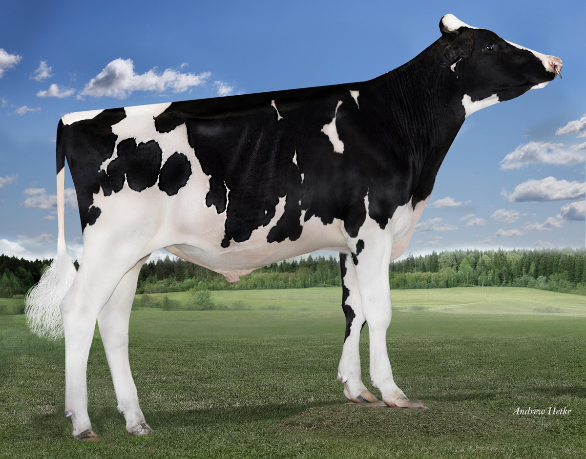 Bulle der Woche: Devour RF – World Wide Sires Deutschland