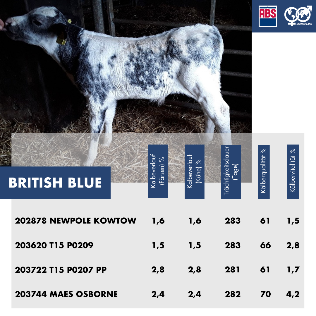 British Blue – World Wide Sires Deutschland