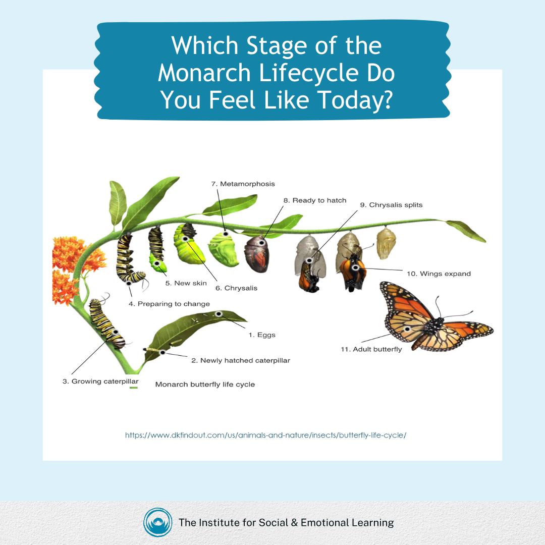 Butterfly Life Cycle Page | Resource