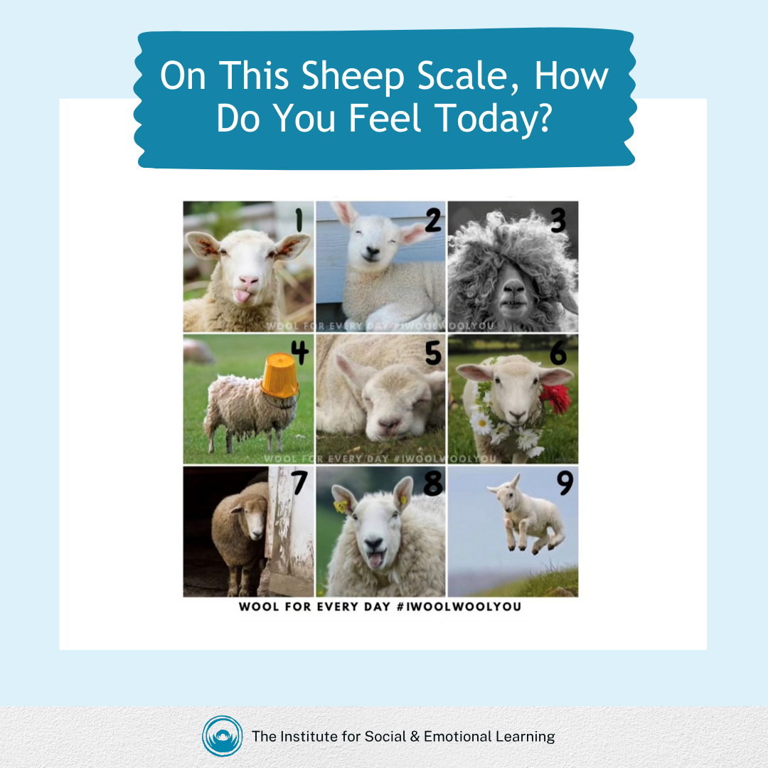 Sheep | Resource