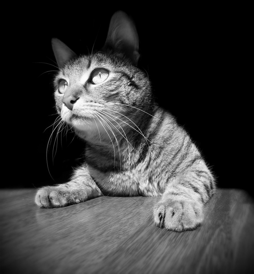 Infographic: How do Colors Affect Purchases? » EGA Futura