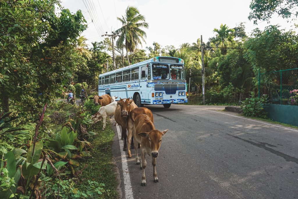 Getting Around Sri Lanka: Everything You Need To Know!