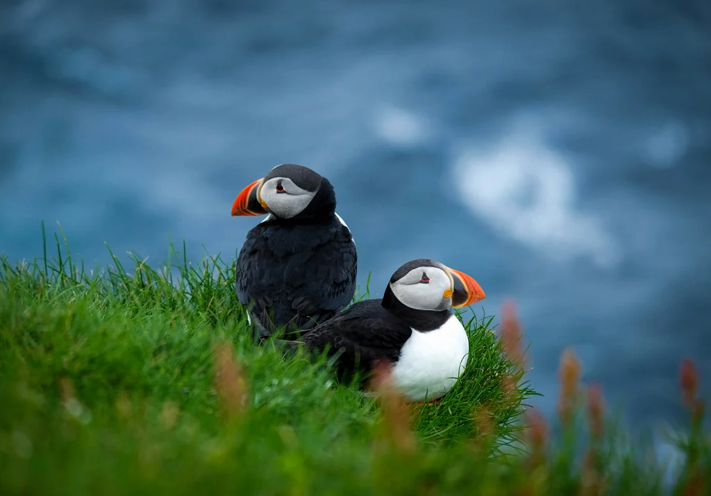 20 Best Things To Do In The Faroe Islands (Fresh For 2024!)