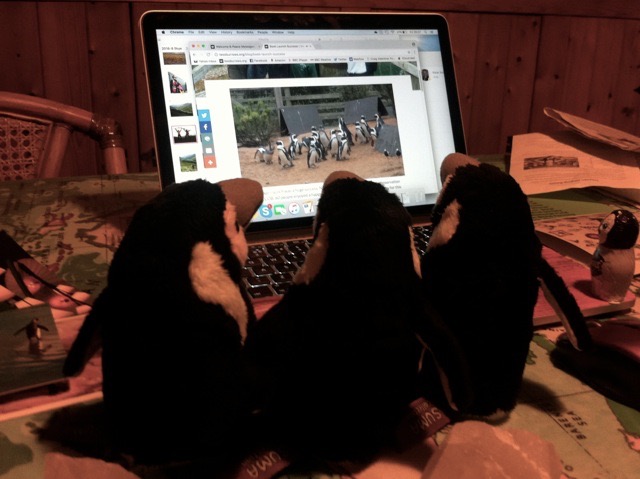 Penguin Principles | News | Tess Burrows