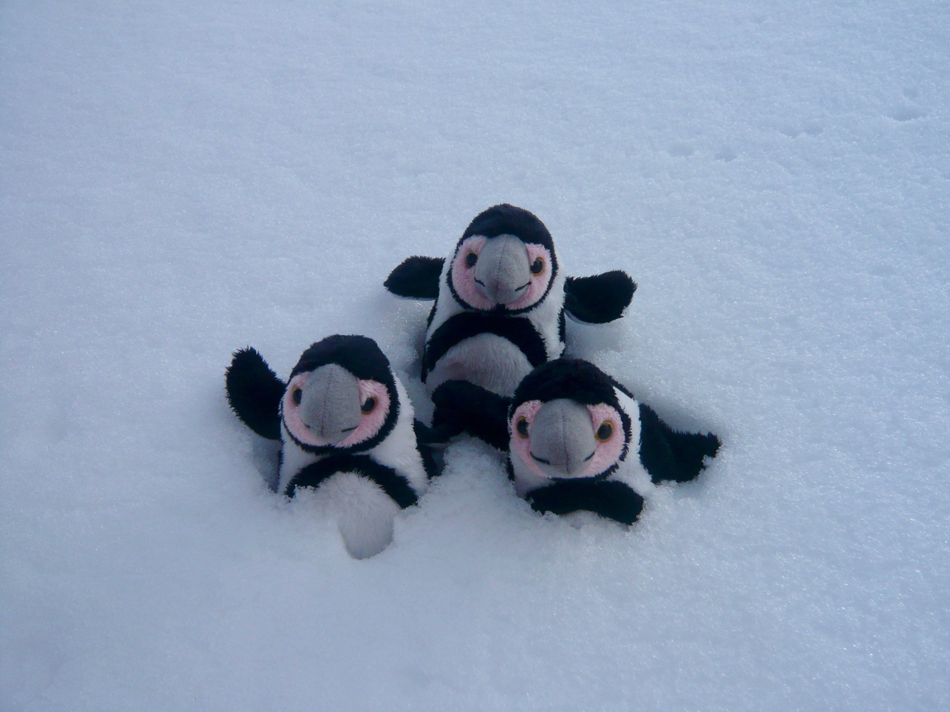 Penguin Flipper Tips! | News | Tess Burrows