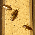 Rhode Island Pest Identification - How to ID my Bug in RI - Cobra Pest ...