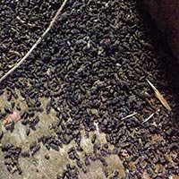 Attic Cleaning Services in Rhode Island: RI Rodent Dropping Removal