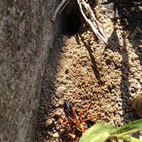 Rhode Island Digger Bee Control Services: RI Digging Wasp Exterminator