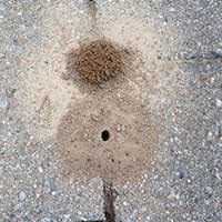 Rhode Island Digger Bee Control Services: RI Digging Wasp Exterminator