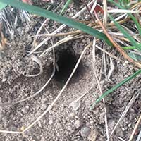 Rhode Island Digger Bee Control Services: RI Digging Wasp Exterminator