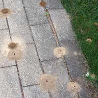 Rhode Island Digger Bee Control Services: RI Digging Wasp Exterminator