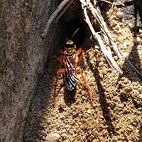 Rhode Island Digger Bee Control Services: RI Digging Wasp Exterminator