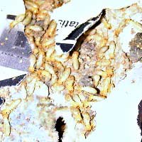 Termite Control Services in Rhode Island. RI Termite Exterminator