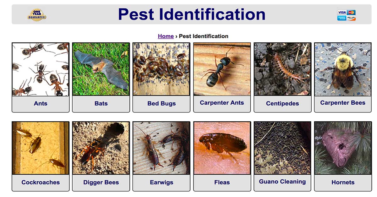 Rhode Island Pest Identification - How to ID my Bug in RI - Cobra Pest ...