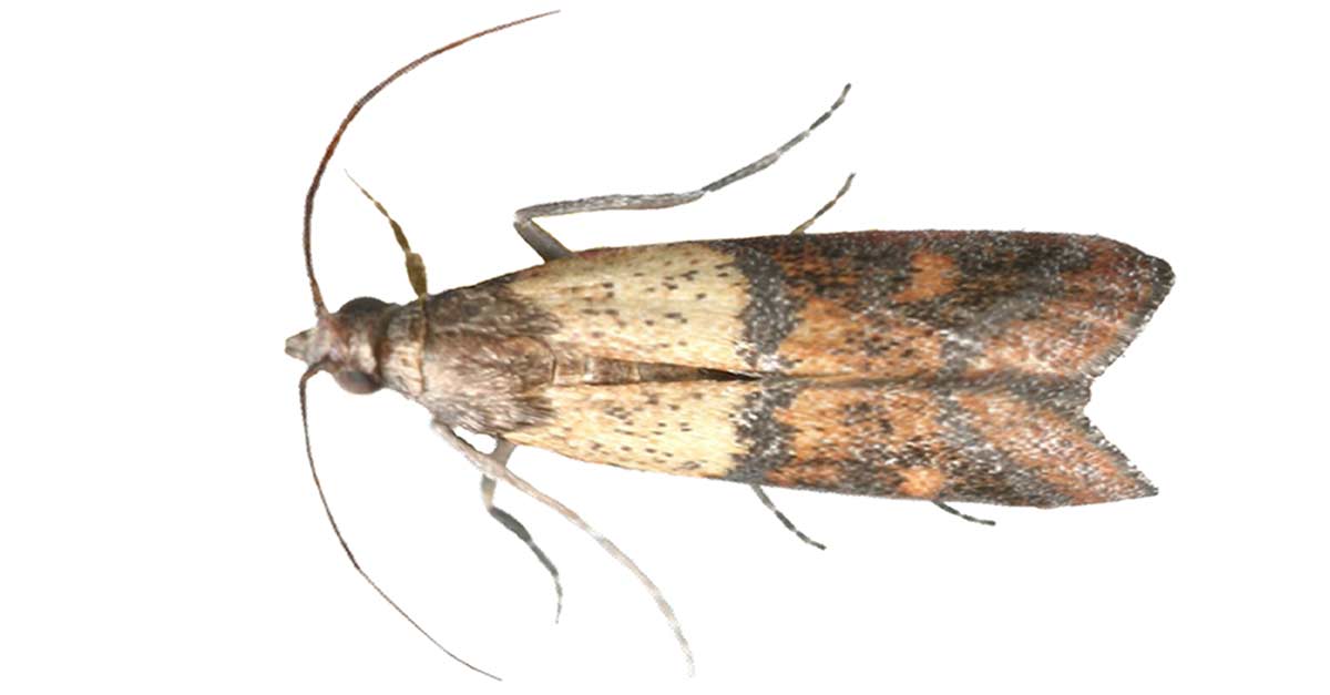 Pantry Pest Control in Rhode Island: RI Pantry Pest Exterminator