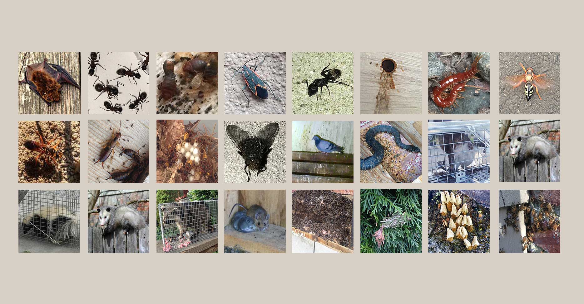 Rhode Island Pest Control-Bed Bugs, Bats, Termites, Mice. ALL of RI