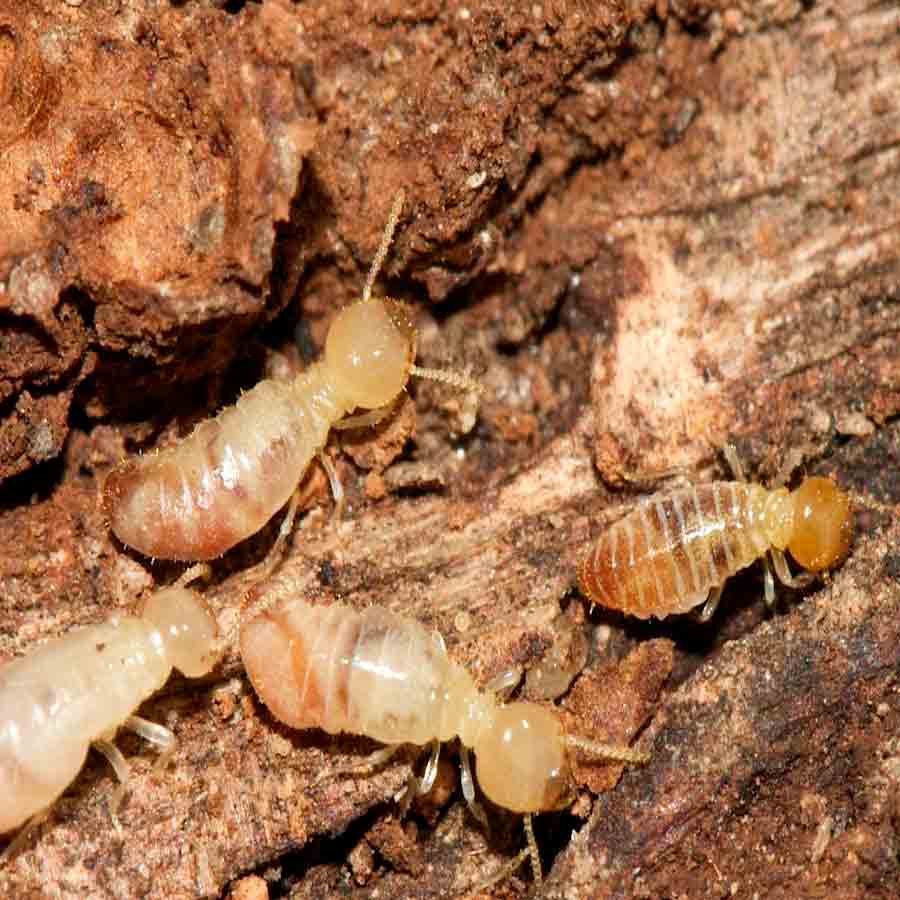 Termite Pictures