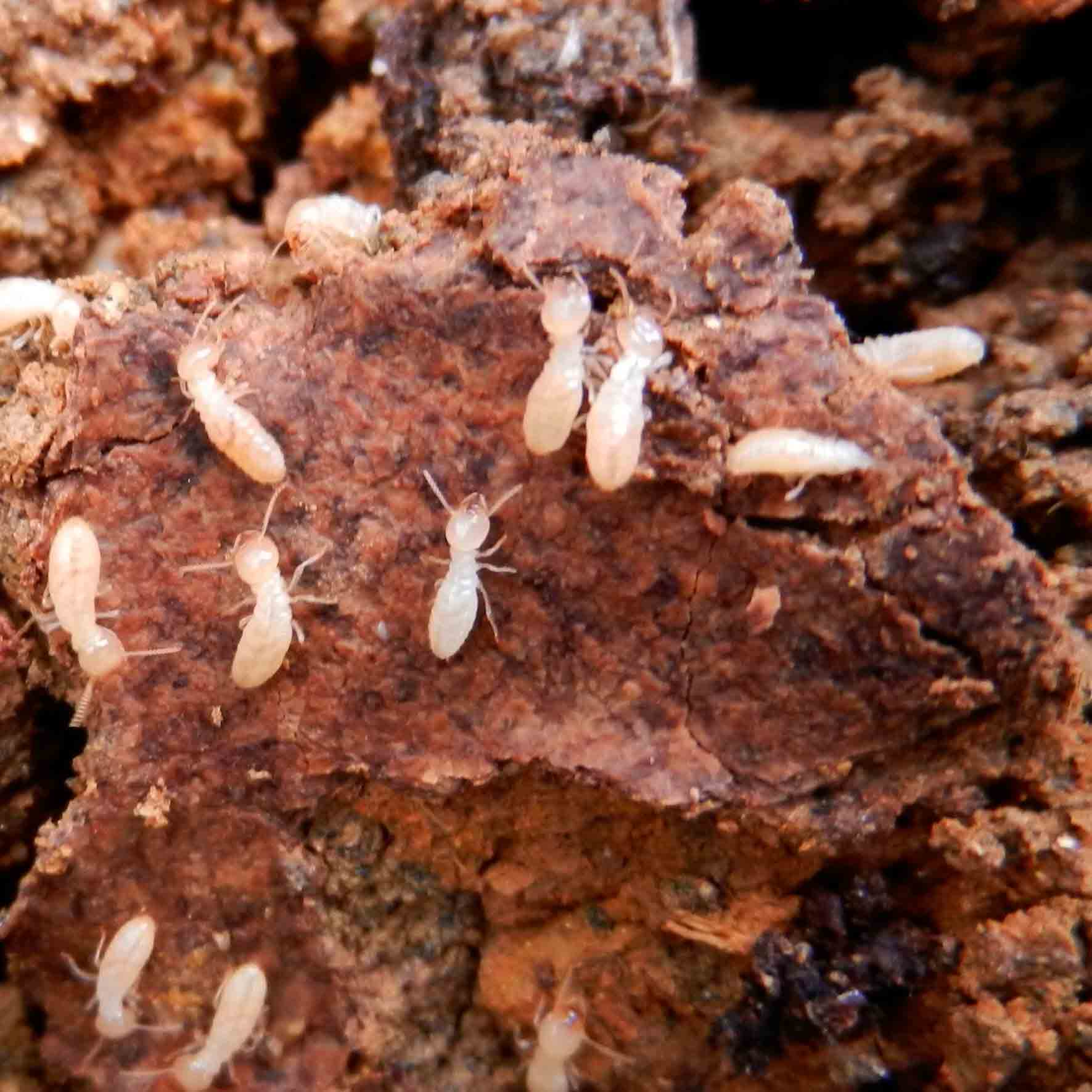 Termite Pictures