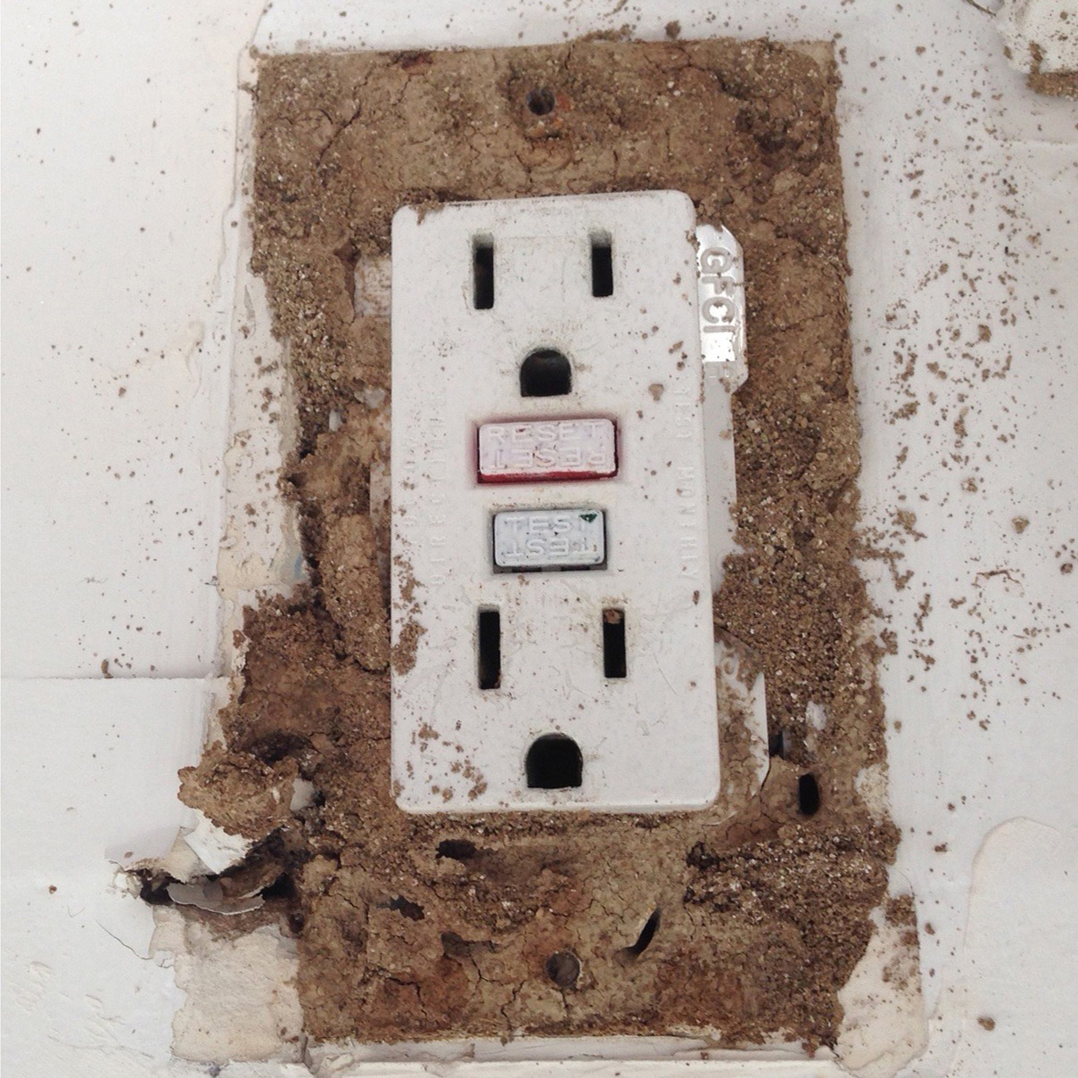Termite Pictures