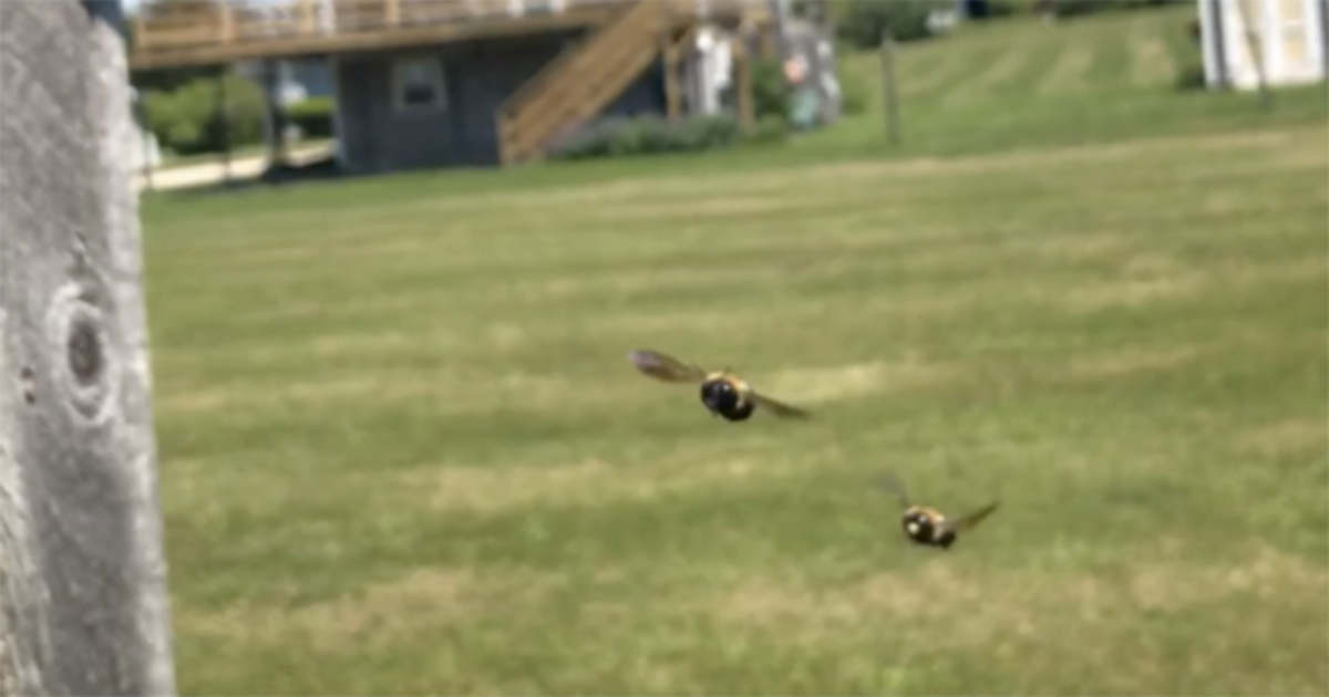 Carpenter Bee Pictures