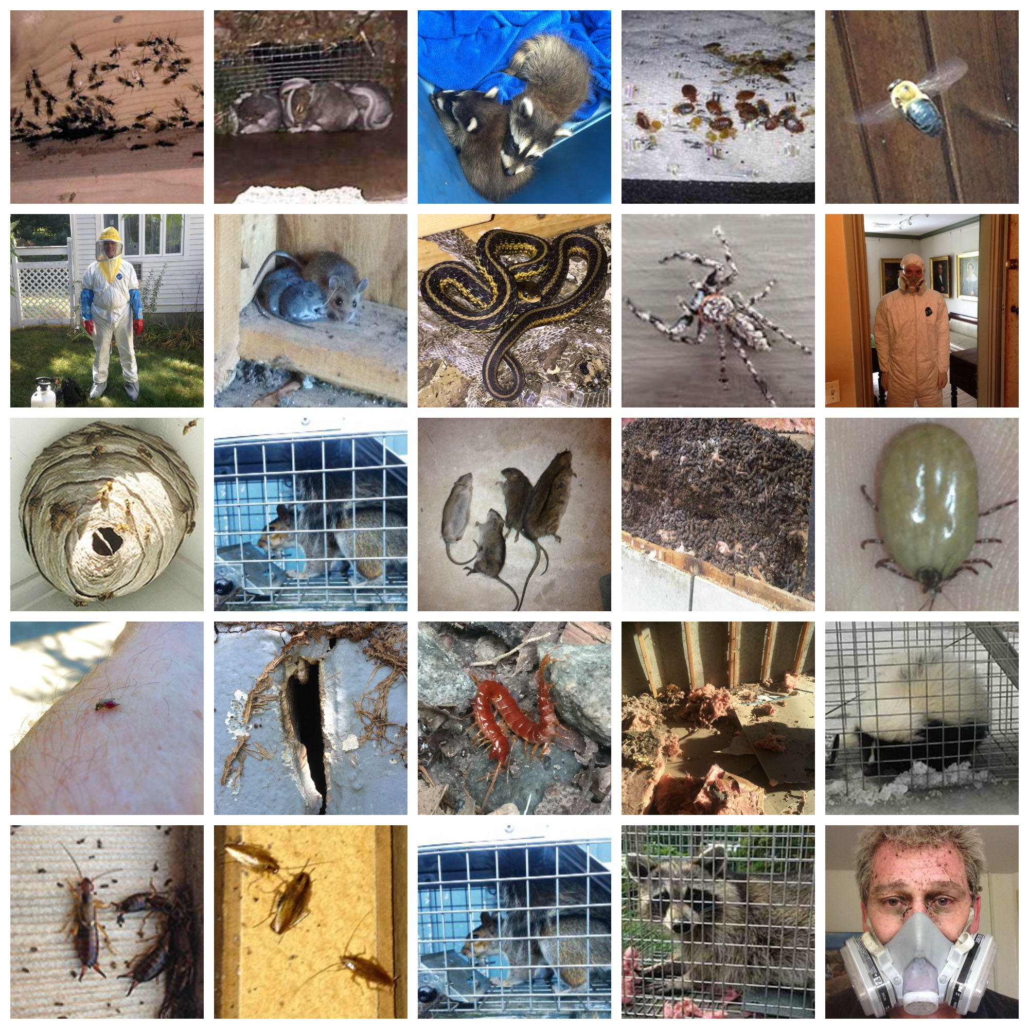 Pest Control