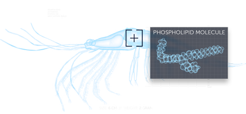 RIMFROST Antarctic Krill Oil