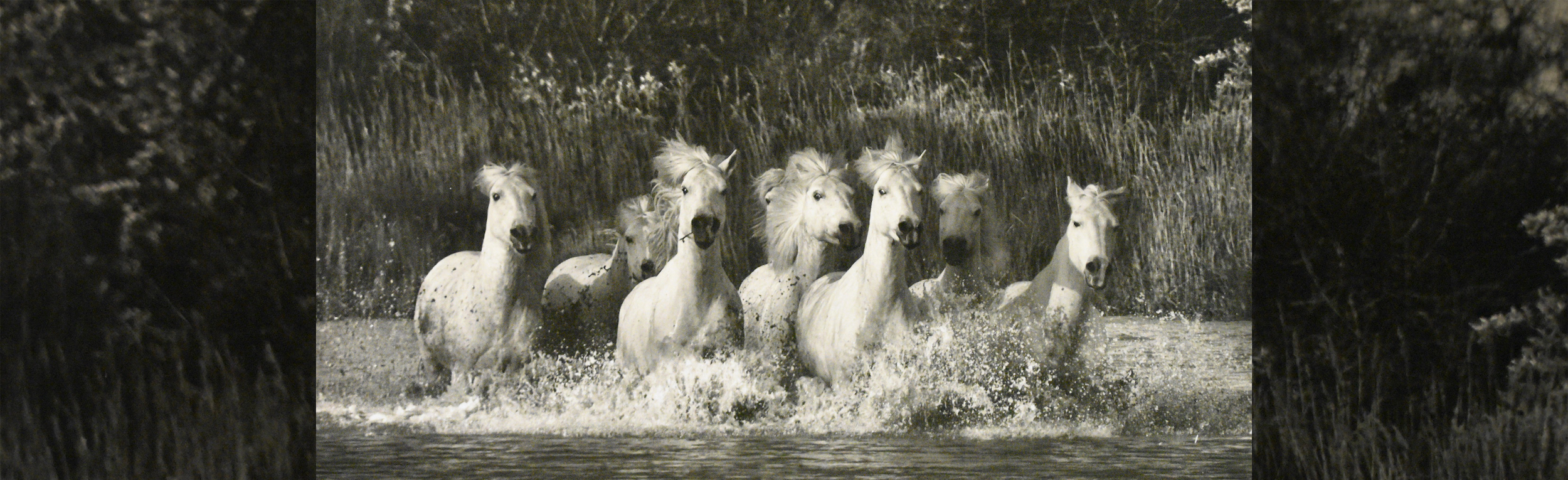 Sarah Corbin Photographer: Benefit Auction