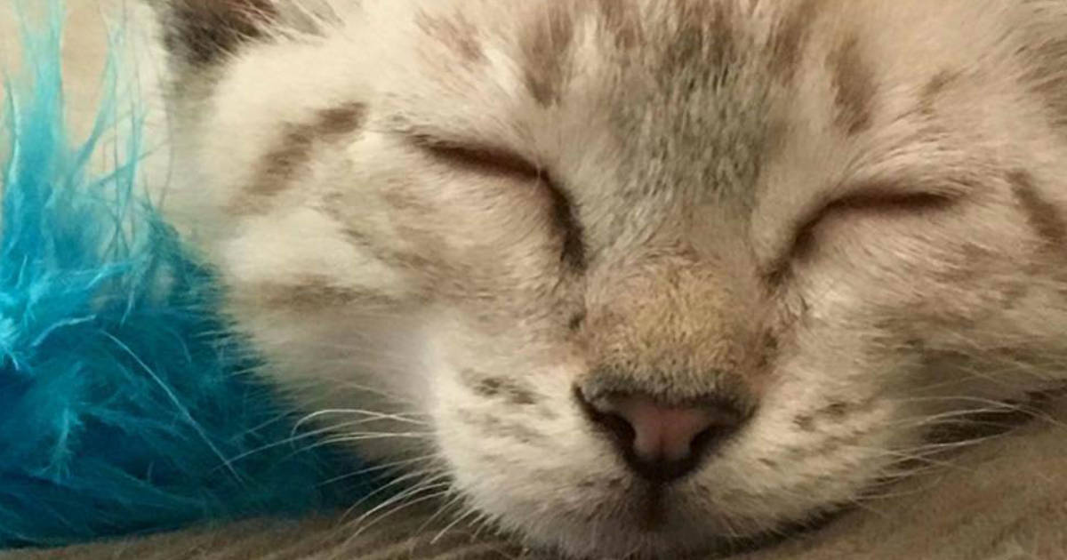 Does your cat have FIP?