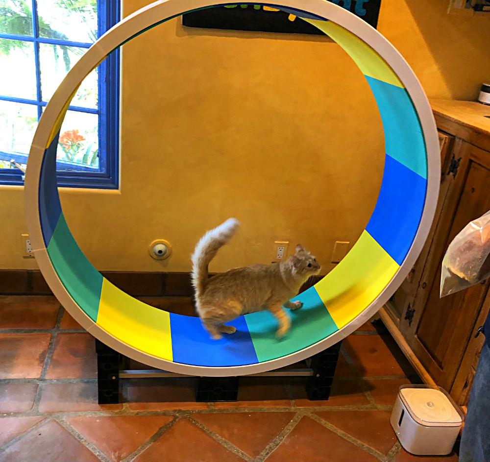 Ferris Cat Wheel from ZiggyDoo arrives at House Of Nekko