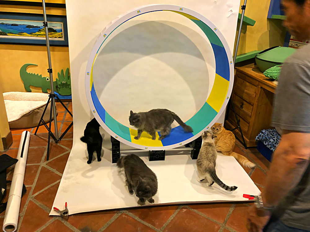 Taking photos of Cat Wheel with help from cats