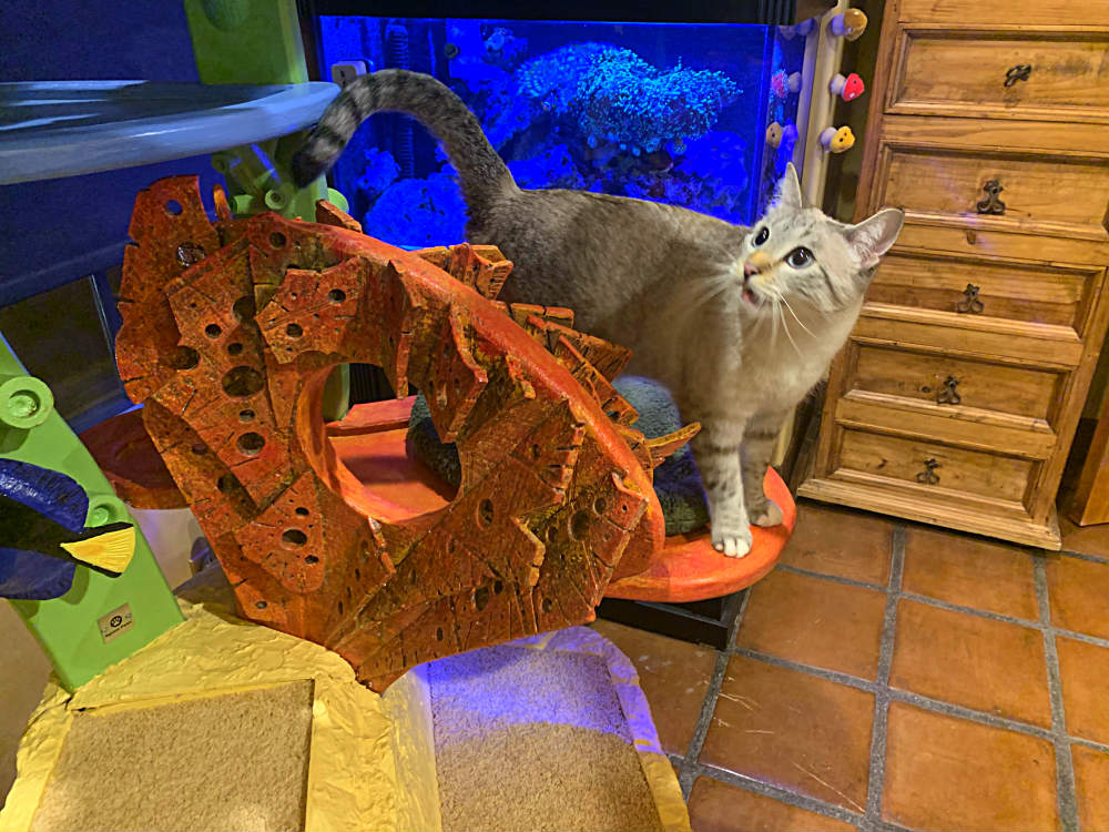 Smokey fights for his mouse and Reef Cats