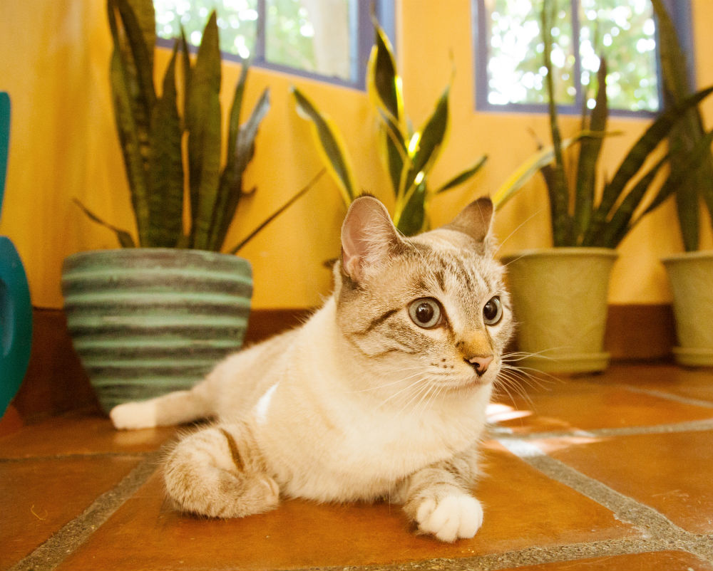 Smokey fights for his mouse and Reef Cats