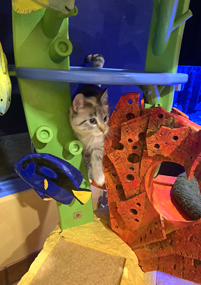 Smokey fights for his mouse and Reef Cats