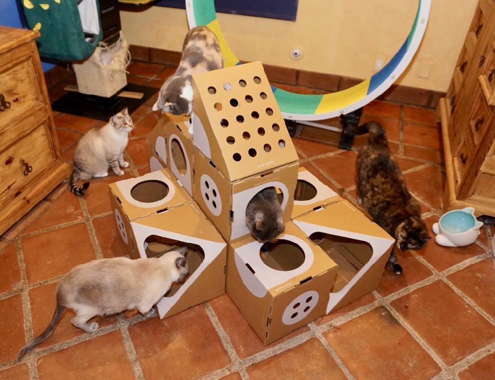 A Cat Thing returns to HouseOfNekko