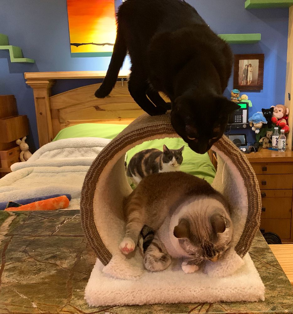 Cats Tubing 082019