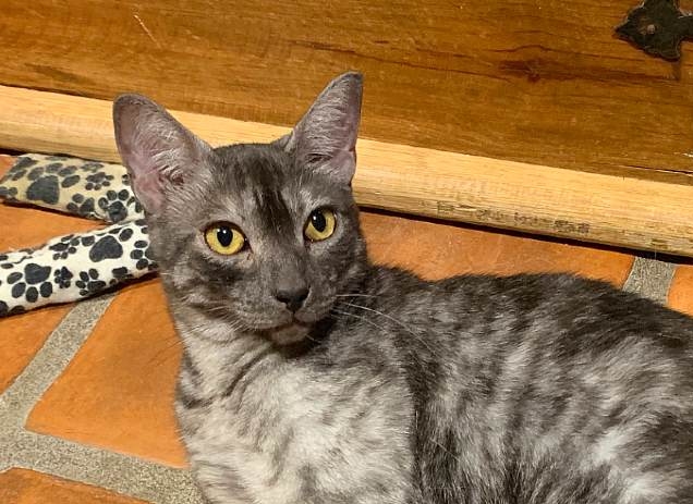 Smokey enjoying one of his humans 090619