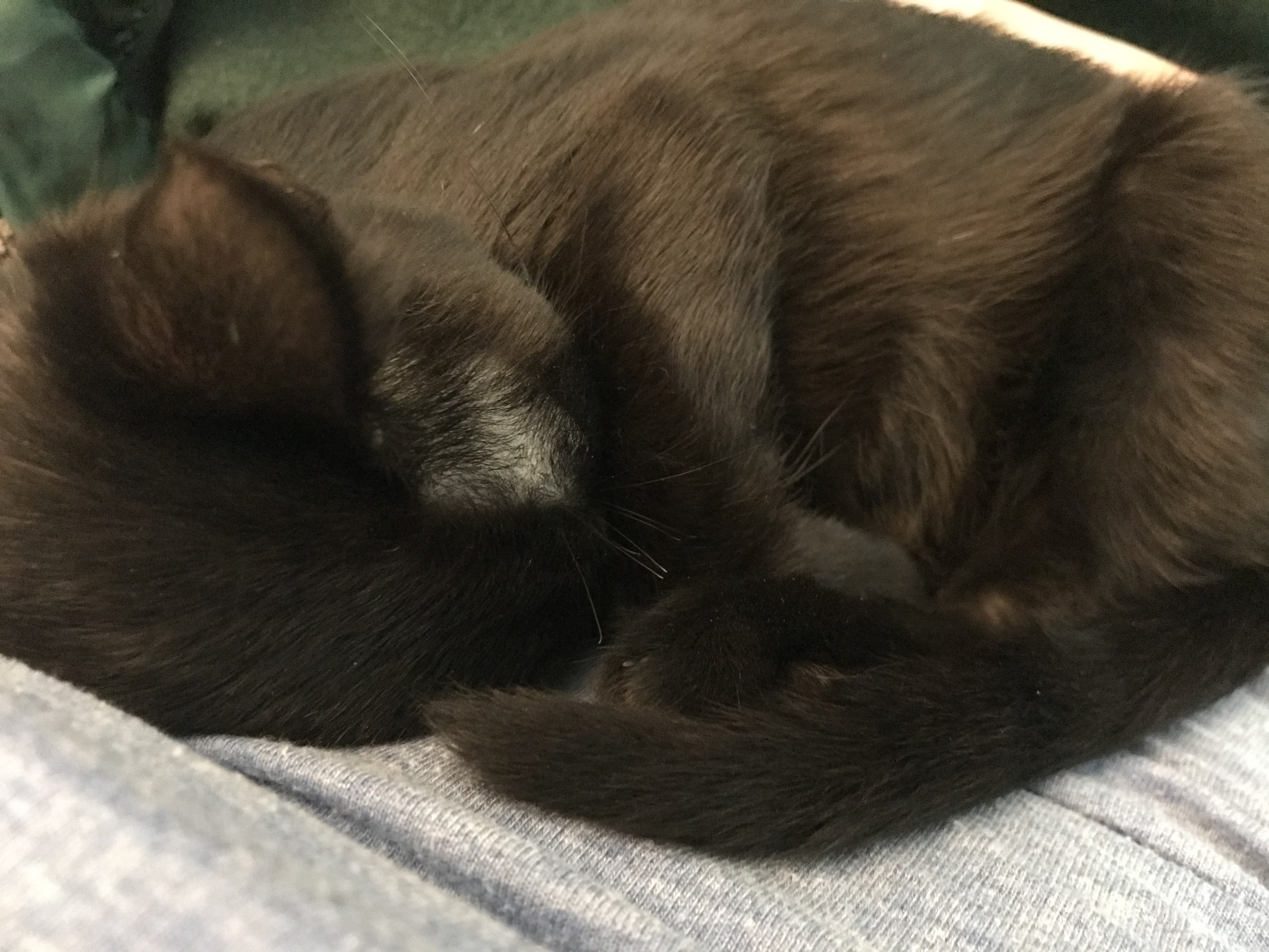 My Cat Was Diagnosed With FIP What Now 